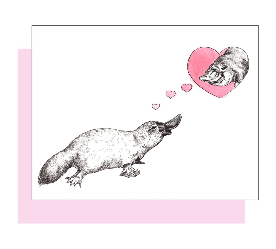 Platypus Card - Etsy