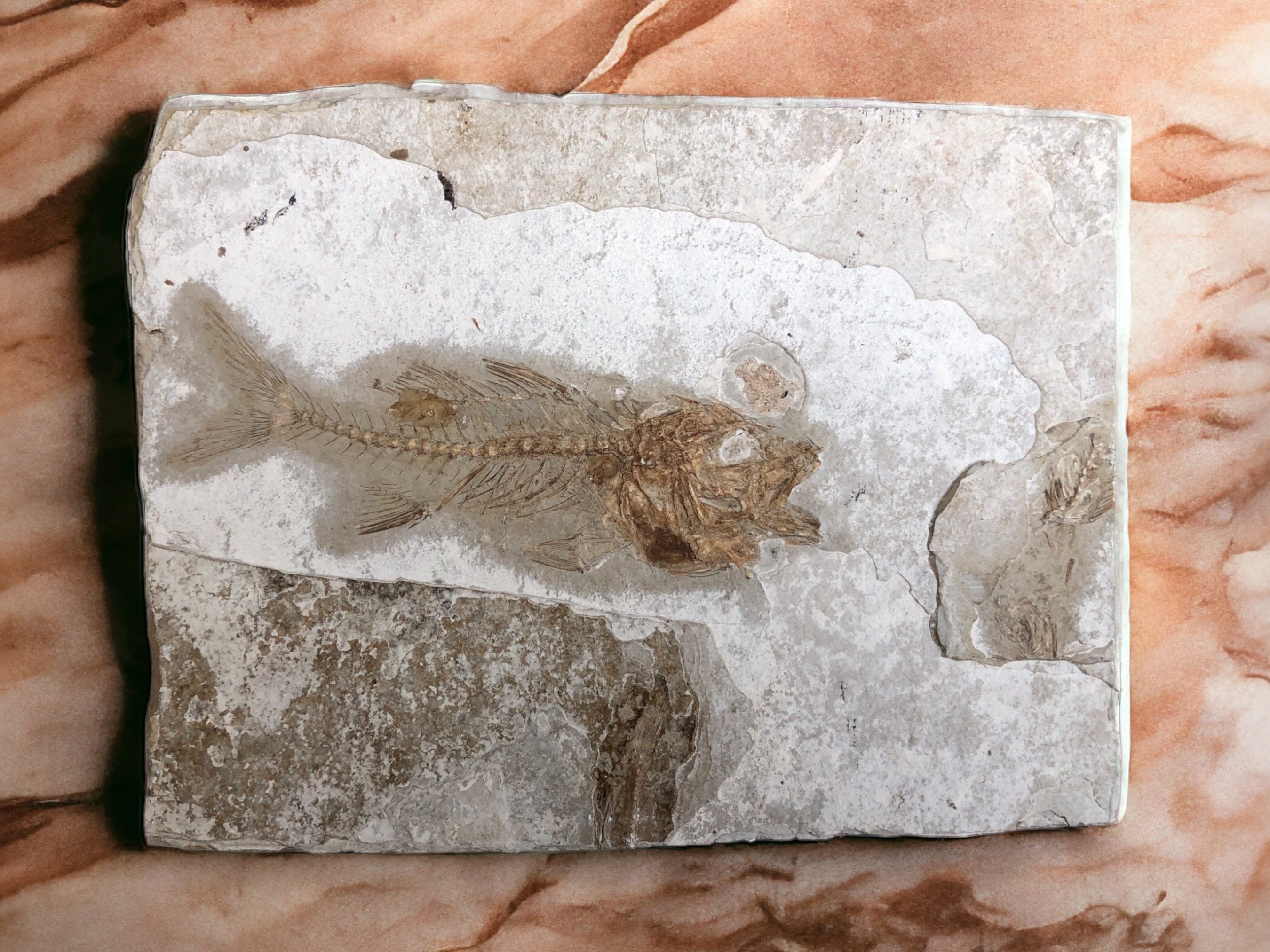 Fossil Fish Dapalis Macrurus Oligocene France - Etsy