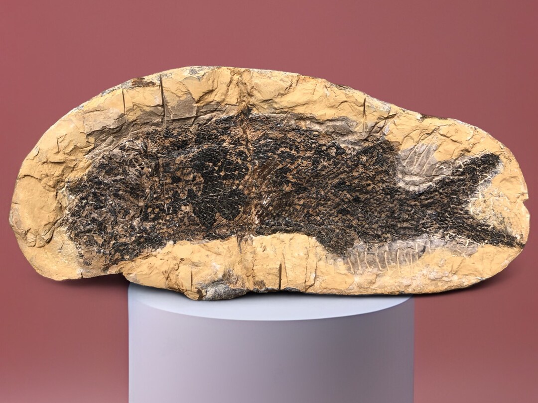 Fossil Fish Paramblypterus From the Permian, 295 Million Years Old - Etsy