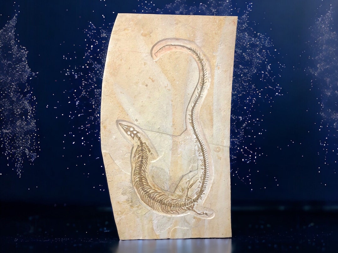 Fossil Pleurosaurus Ichthyosaurus From the Jurassic of Germany - Etsy UK