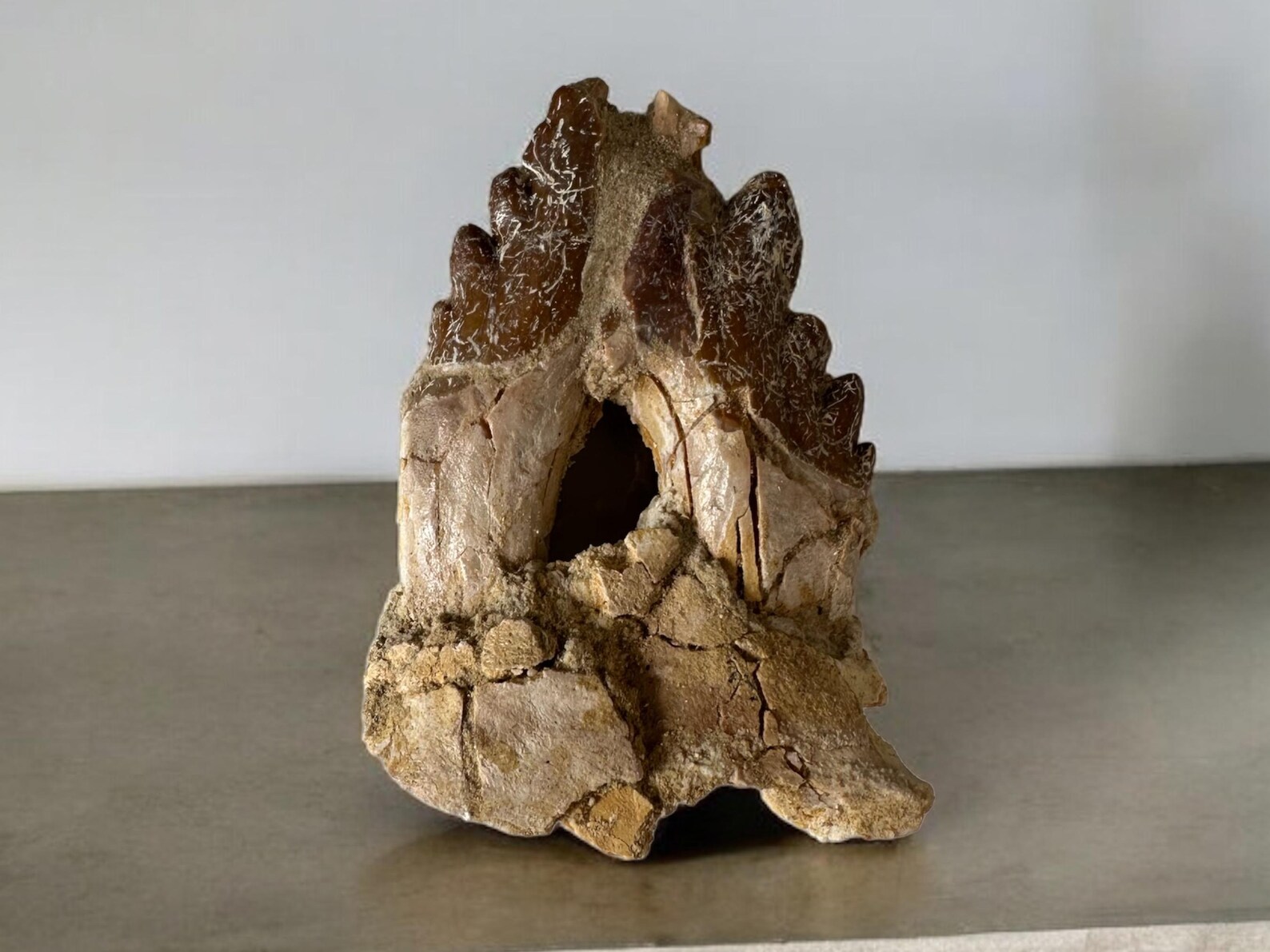 Authentic Basilosaurus Tooth - Prehistoric Whale - 40 Million Years ...