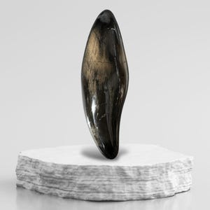 Fossil Zahn Livyatan Urzeitlicher Pottwal aus dem Miozän - Etsy 日本