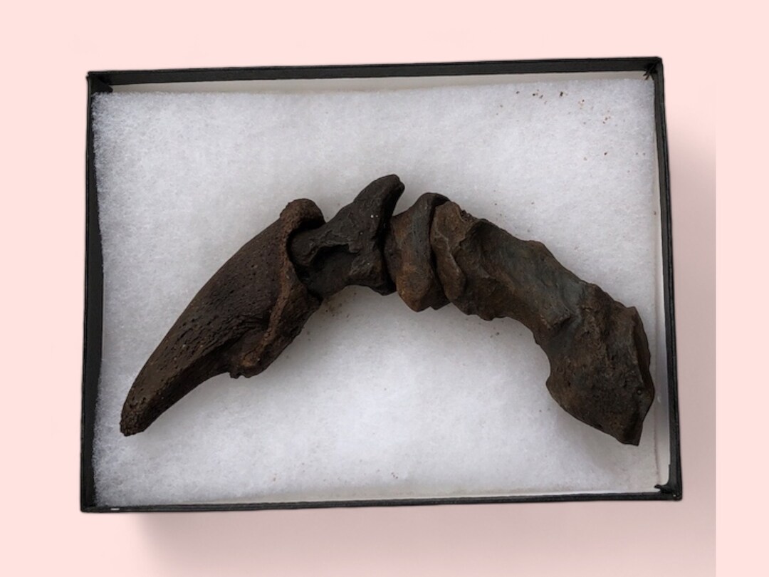 Claw of a Giant Sloth Paramylodon From the Pleistocene USA - Etsy