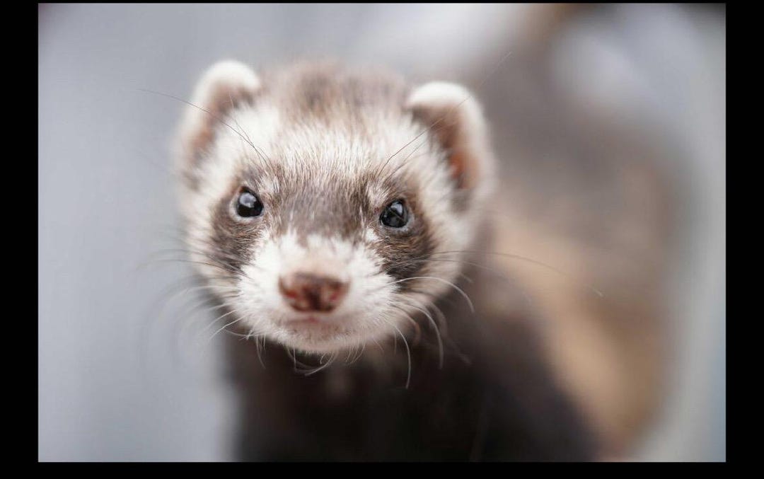 Custom Ferret Mask - Etsy