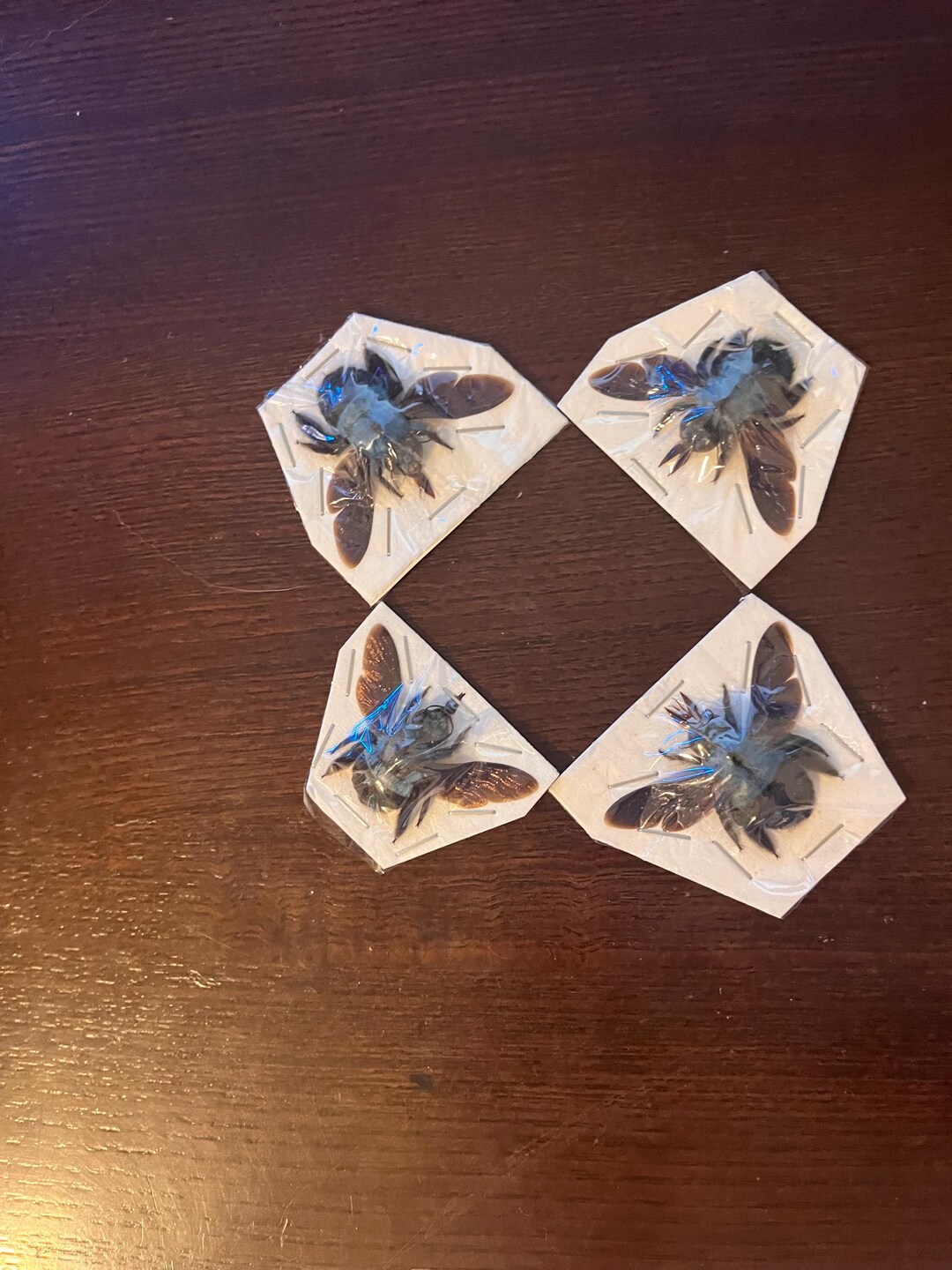 Dried Blue Carpenter Bees 4 Taxidermy - Etsy