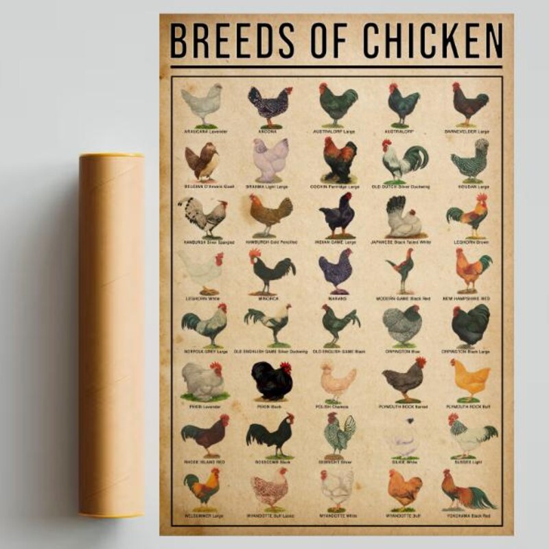 Chicken Breeds Poster - Etsy