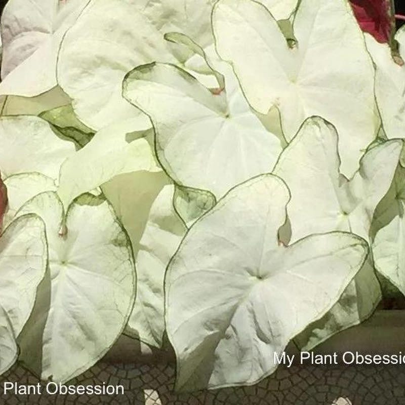Moonlight Caladium - Etsy