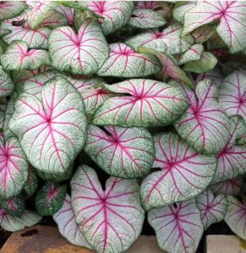 Caladium 'summer Pink' Size #2 (2 Bulbs) Size #1(1 Bulb/large) - Etsy