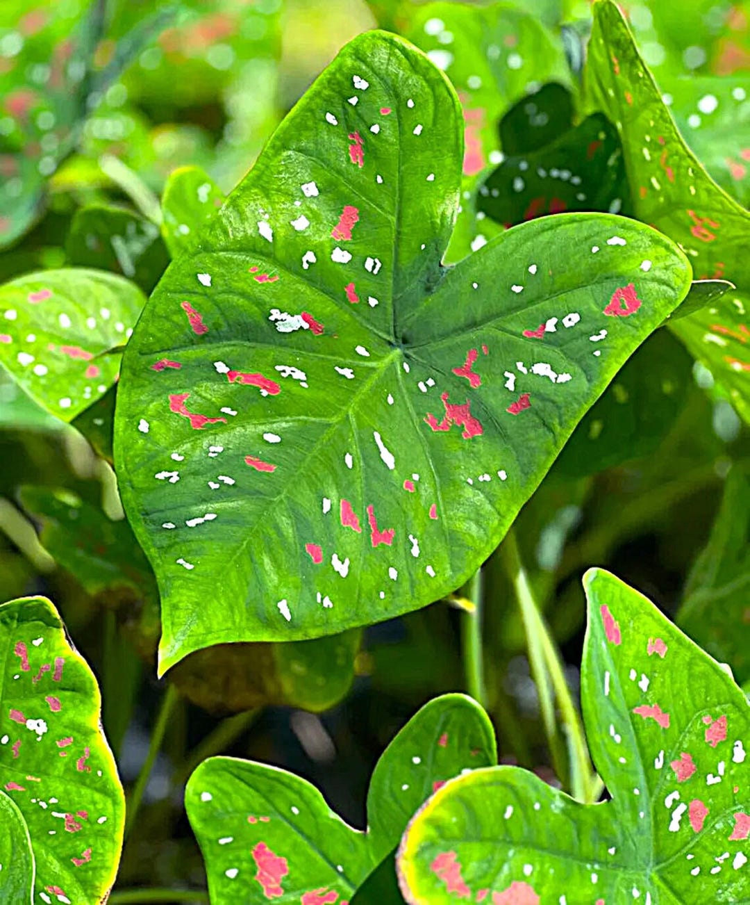Caladium 'florida Clown' BULB Jumbo (2-1/2 to 3-1/2 ") Mammoth( 3-1/2 ...
