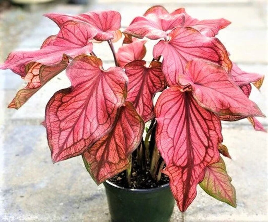 Caladium ''desert Sunset' Size 2 2 Bulbs New Crop 2024 - Etsy