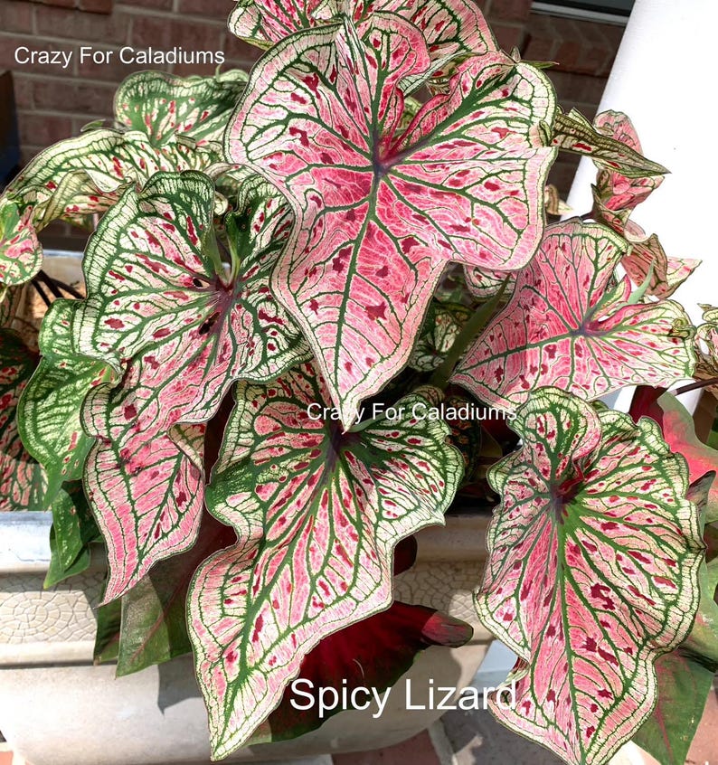 Pre-order for 2026 Spring **caladium 'spicy Lizard' Size#2(2 Bulbs ...