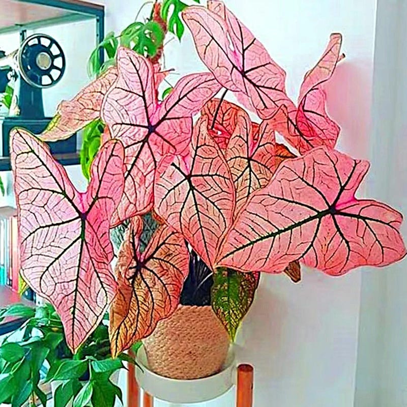 Caladium Bulbs - Etsy