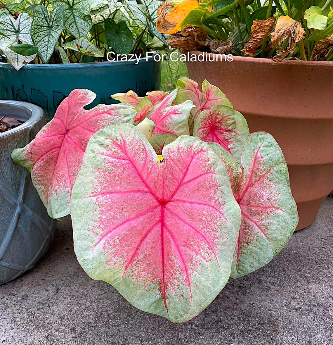 Caladium 'mint Julep' Size #1( 1 Bulb/larger 1-1/2" to 2-1/2") **new ...