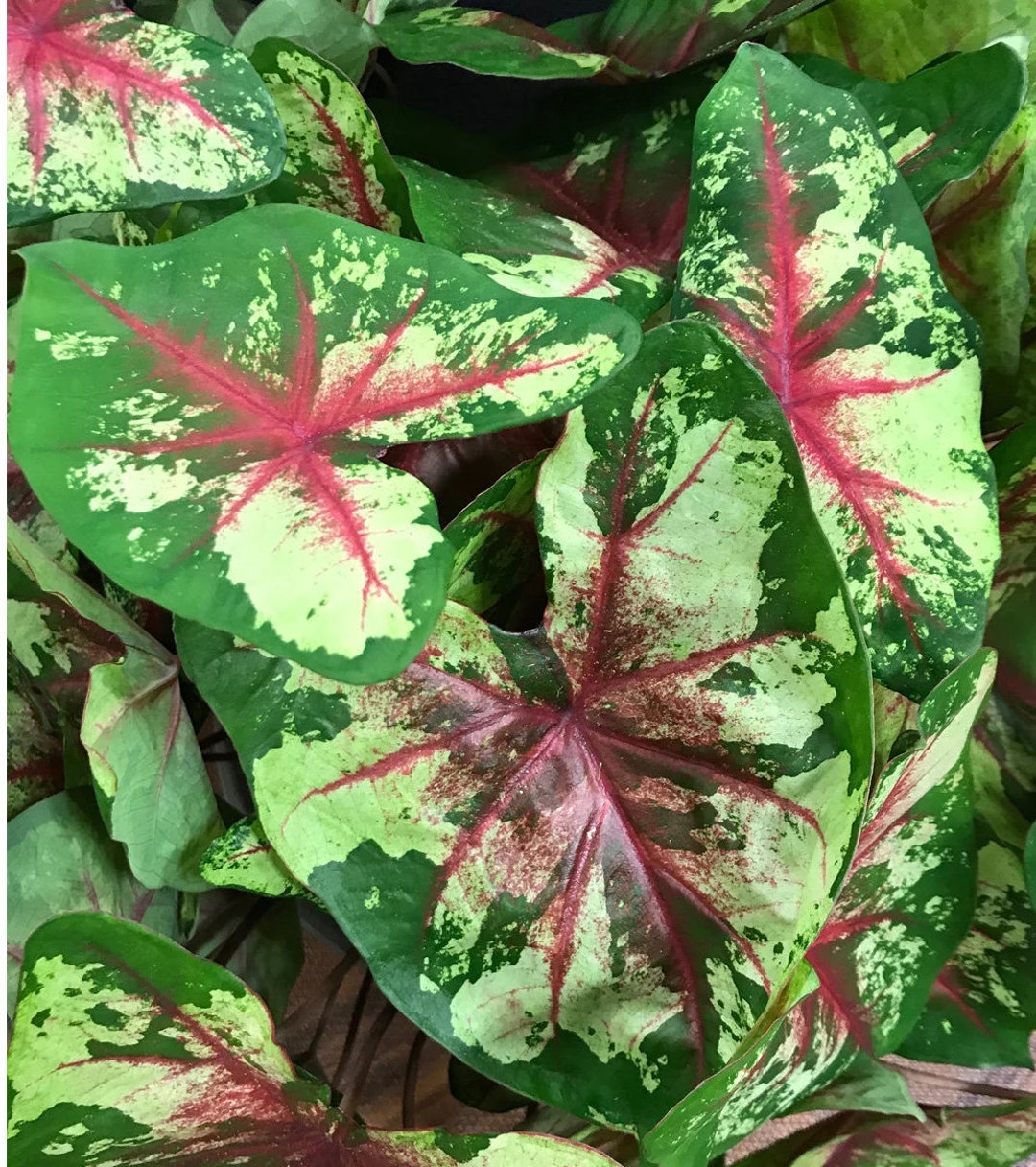 Caladium 'flatter Me' Size 2 2 Bulbs New Crop 2024 - Etsy
