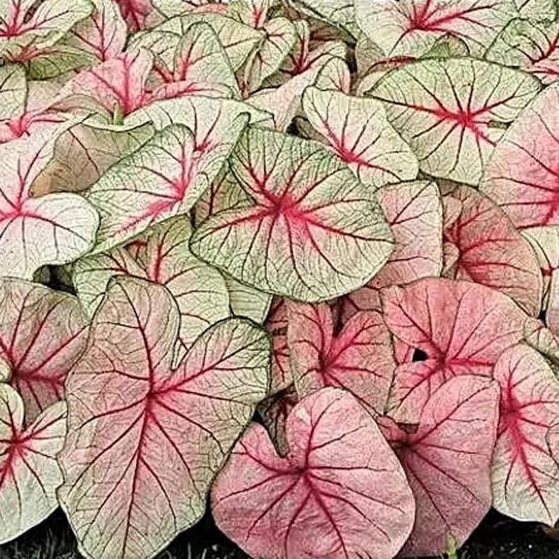 Caladium Bulbs - Etsy