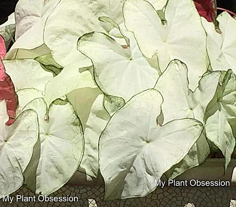 Caladium Bulb Florida Moonlight *size #2(2bulbs) Size #1(1 Bulb Larger ...