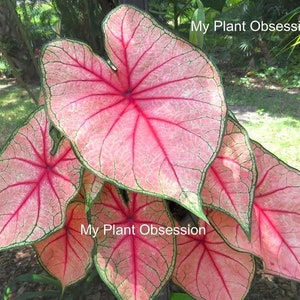 Caladium Bulbs - Etsy
