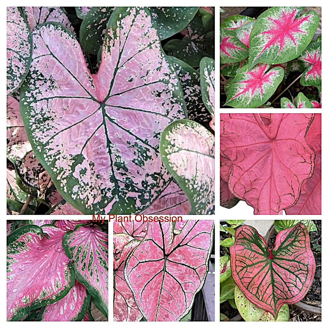 Caladiums Pink Random Mix 'value Pack' (8 Bulbs) Size #2 - Etsy