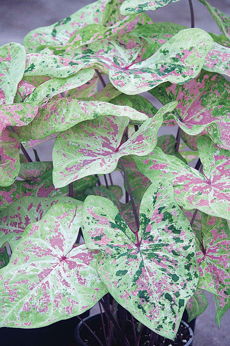 Caladium 'seafoam Pink' Size #2 (2 Bulbs)size #1(1 Bulb Large) *size ...