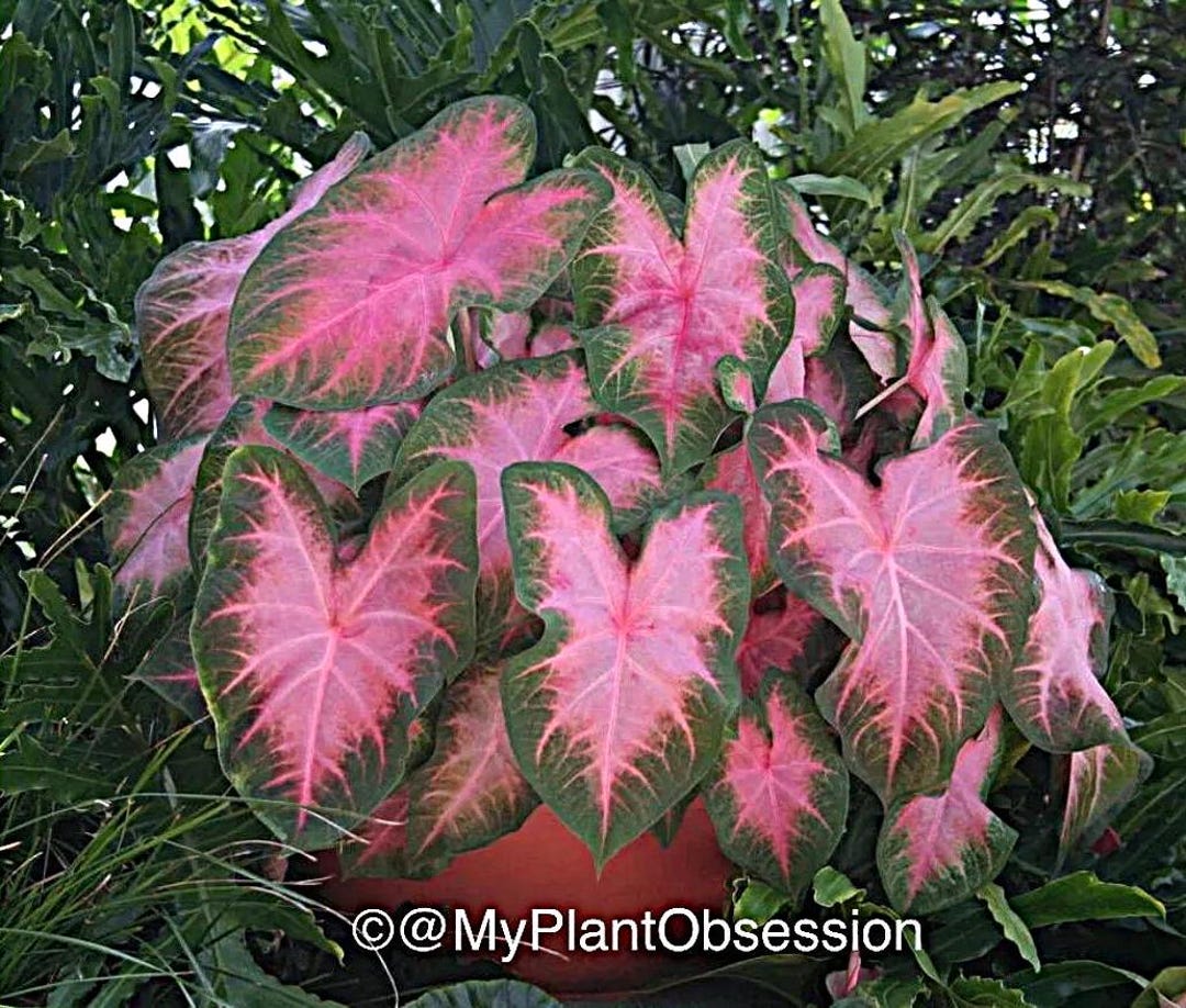 Caladium 'kathleen' Size#2(2 Bulbs) Size #1(1 Bulb/large) **new Crop ...