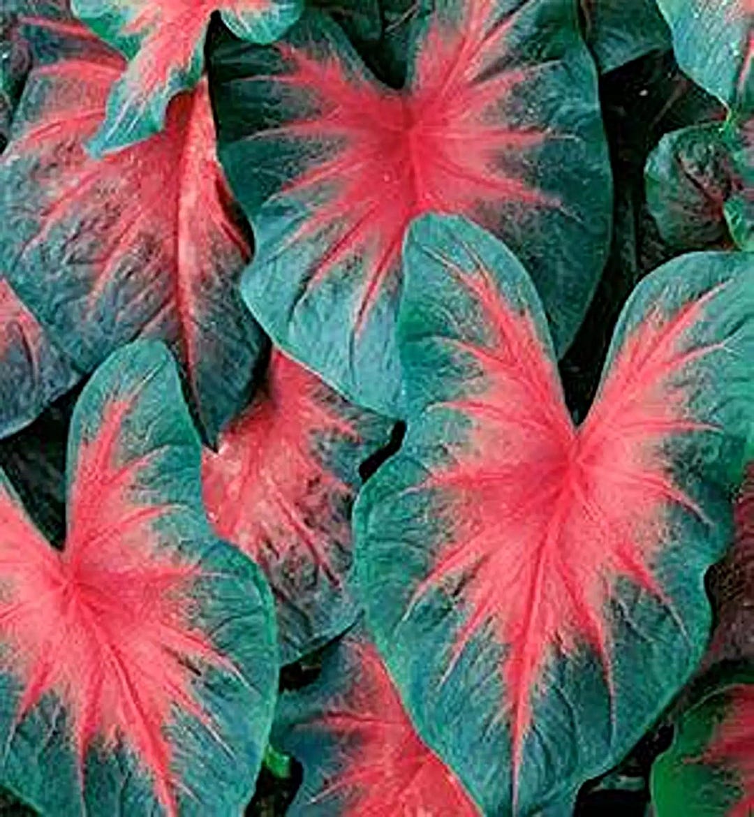 Caladium 'john Peed' Size#2(2 Bulbs) - Etsy