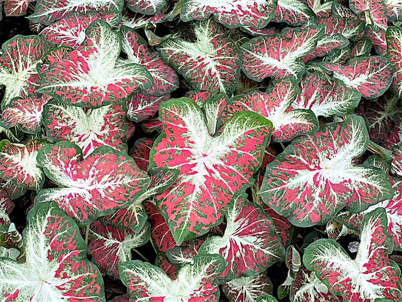Caladium 'dawn to Dusk' Size #2 (2 Bulbs) Size #1(1 Larger Bulb) - Etsy