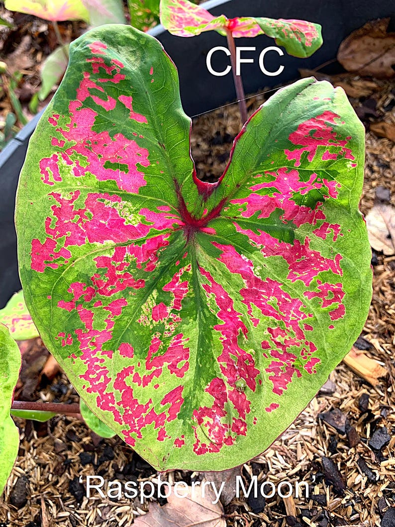 Caladium Bulb 'raspberry Moon' *size #2(2bulbs) Size #1(1 Bulb Larger ...