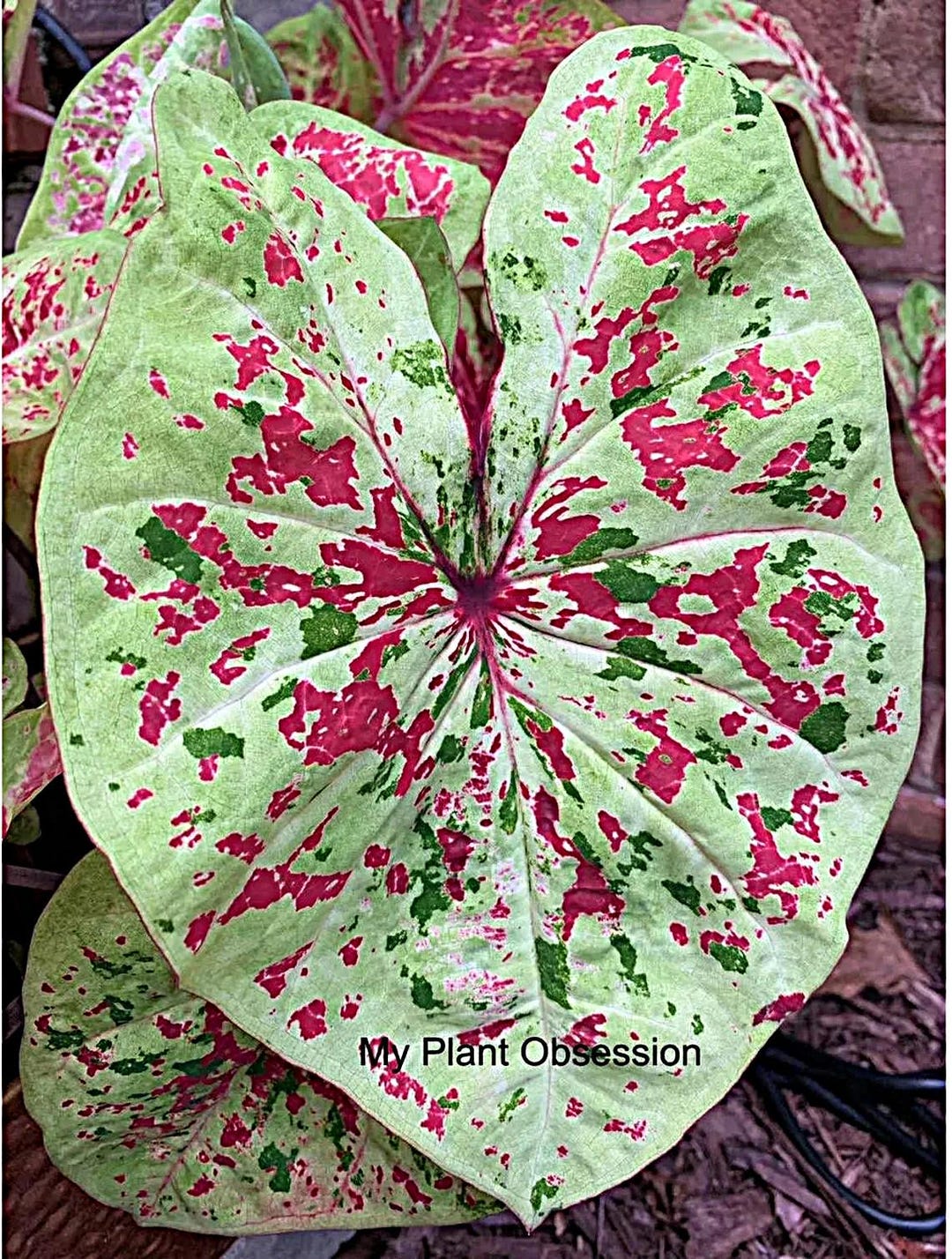 Caladium Bulb 'raspberry Moon' *size #2(2bulbs) Size #1(1 Bulb Larger ...
