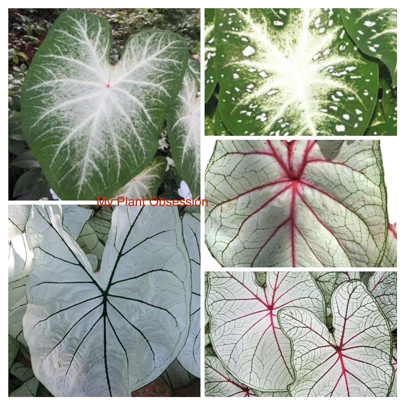 Garden Caladium Bulbs - Etsy