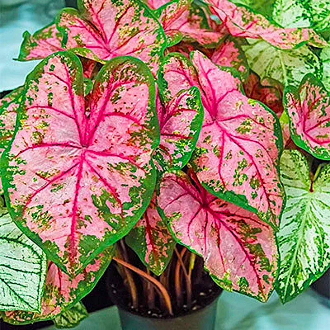 Caladium 'gypsy Rose' Size #2(2 Bulbs) Size #1(1 Larger Bulb) - Etsy