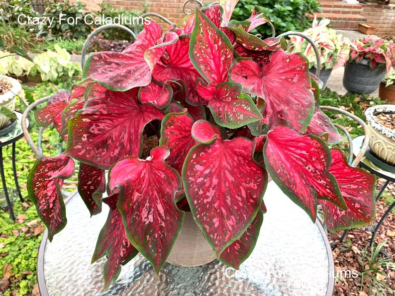 Caladium 'scarlet Flame' Size #2 (2 Bulbs) Size #1(1 Bulb) *size ...