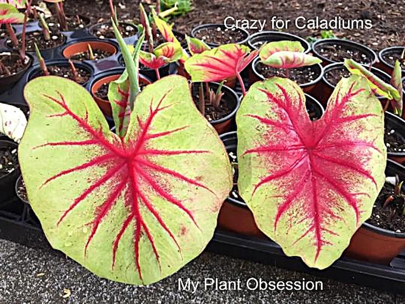 Caladium 'scarlet Pimpernel' Size #2(2 Bulbs) Size #1(1 Bulb Large ...