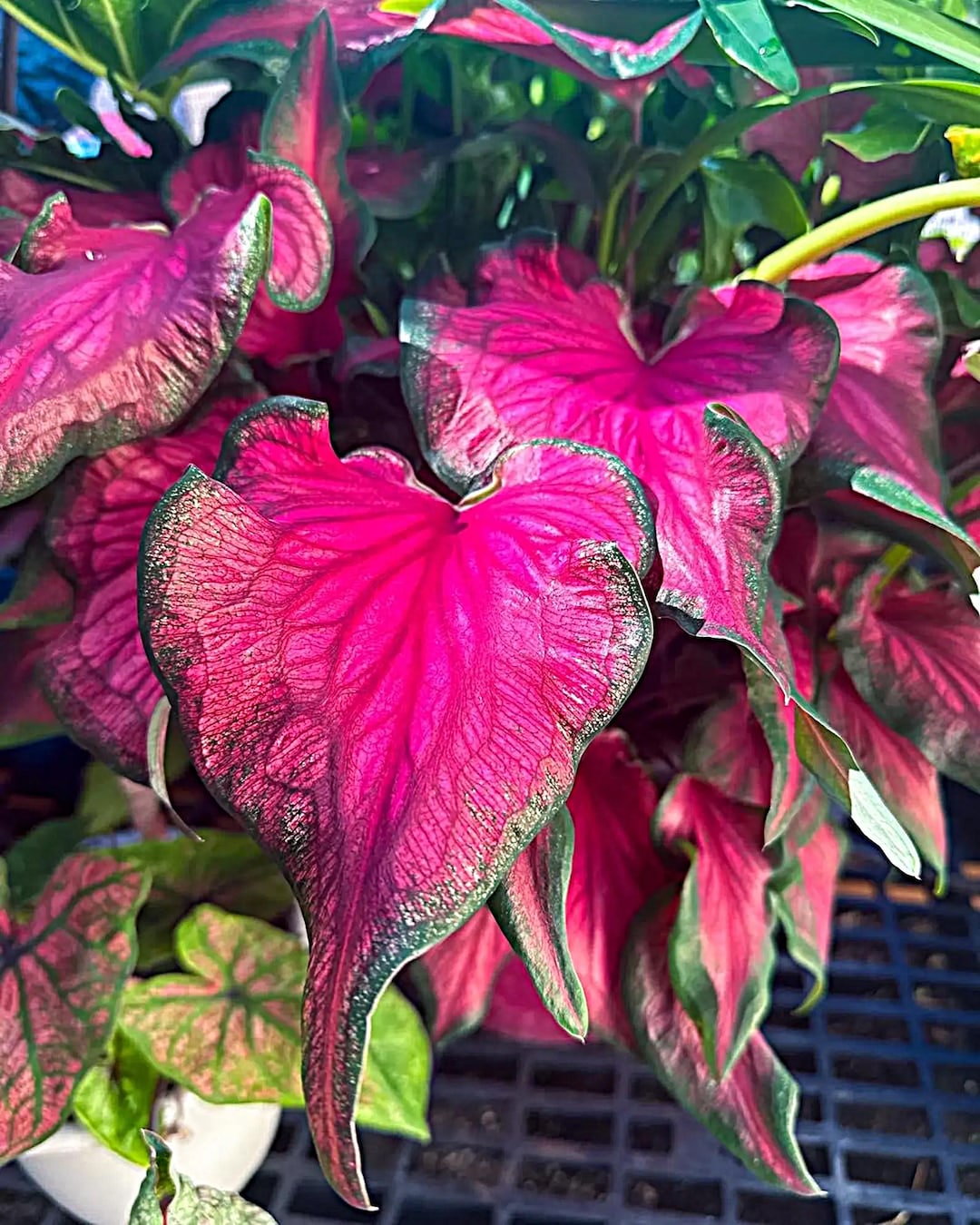 Caladium 'sizzle' Size #2(2 Bulbs) Size#1(1 Bulb Large)**new Crop 2025 ...