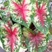 Caladium 'flatter Me' Size 2 2 Bulbs New Crop 2024 - Etsy