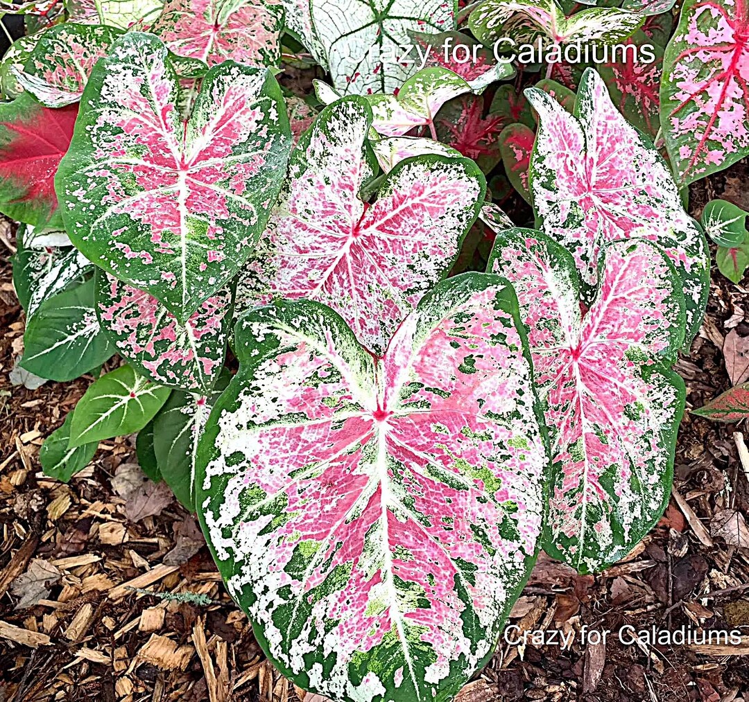 Caladium 'pink Cloud' Size #2 (2 Bulbs) **new Crop 2025 **in Stock Now ...