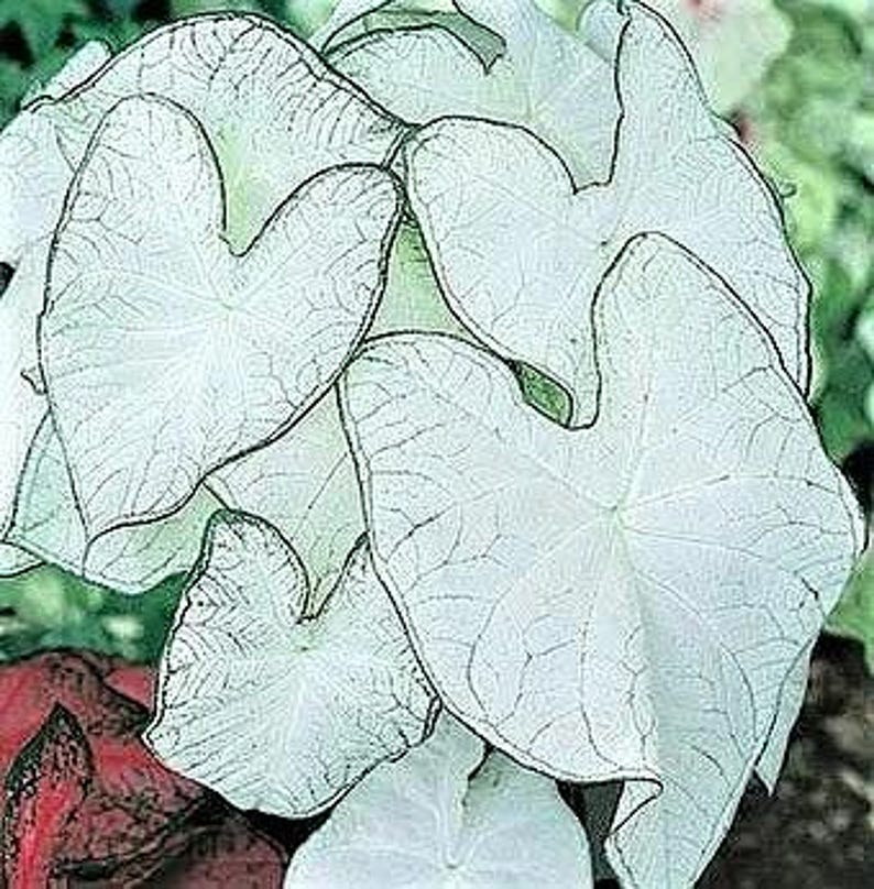 Caladium Bulb Florida Moonlight *size #2(2bulbs) Size #1(1 Bulb Larger ...