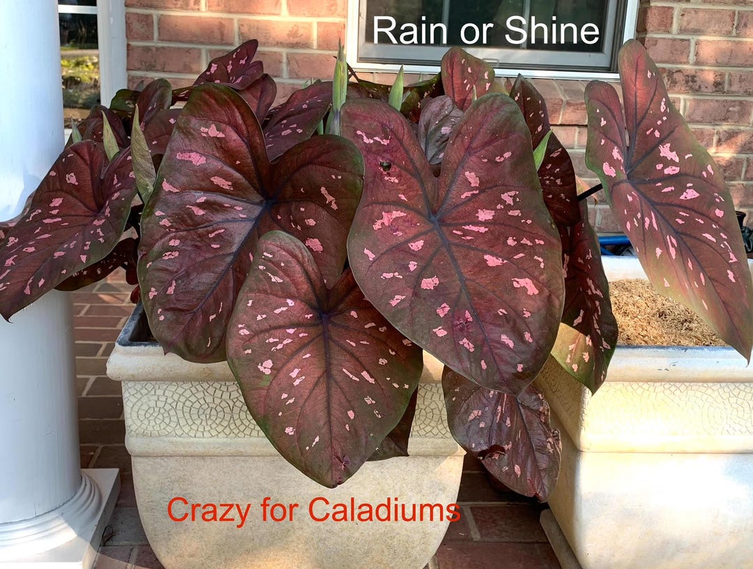 Caladium 'rain or Shine' for Sun or Shade, Size 2 2 Bulbs New Crop 2024 ...