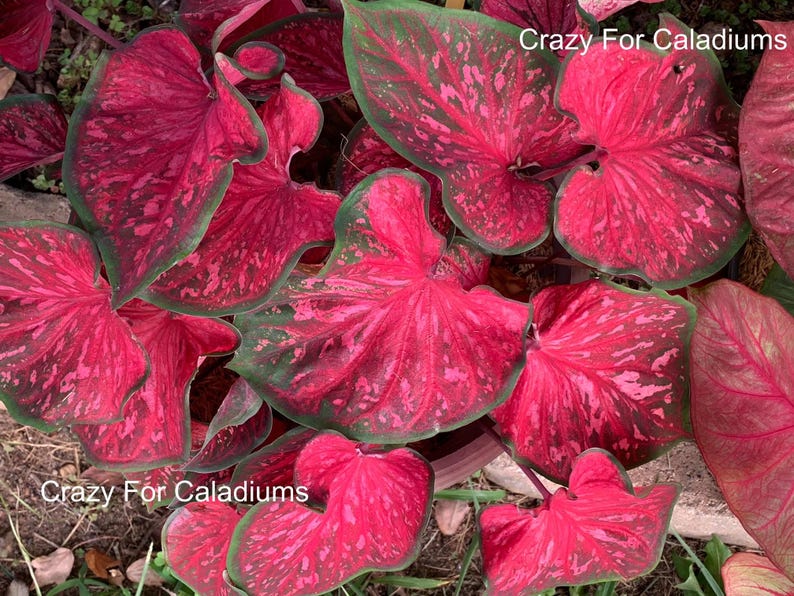 Caladium 'scarlet Flame' Size #2 (2 Bulbs) Size #1(1 Bulb) *size ...