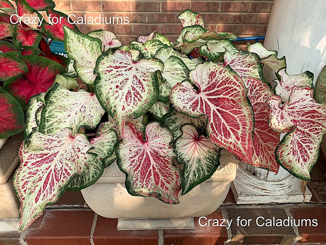 Caladium 'peppermint' Size #2 (2 Bulbs) Size #1(1bulb Large) **new Crop ...