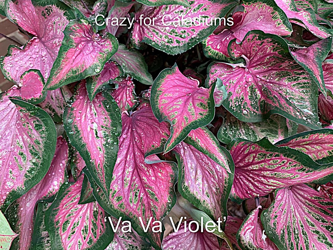 Caladium 'va Va Violet' Size #2 (2 Bulbs) Size #1(1 Bulb / Large) **new ...