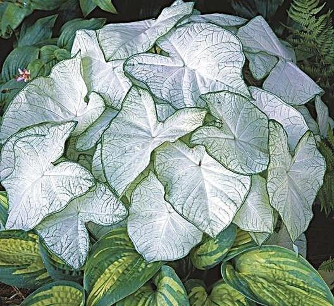 Caladium 'florida Moonlight' Jumbo, Mammoth & Mega Mammoth**new Crop ...