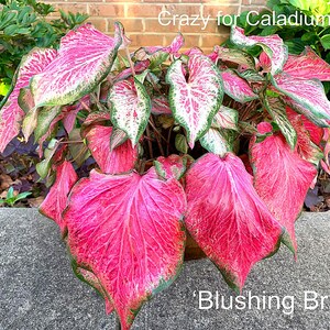 Caladium 'blushing Bride' Size#2(2 Bulbs) **new Crop 2025 **in Stock ...