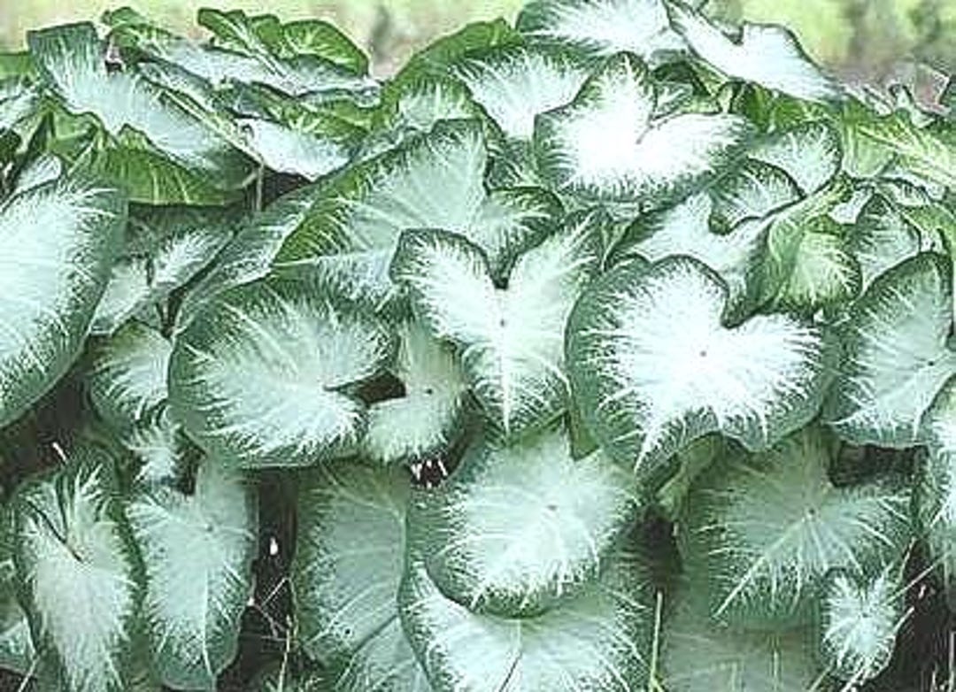 Caladium 'aaron' Size#2(2 Bulbs) Size #1(1 Bulb/large) **new Crop 2025 ...