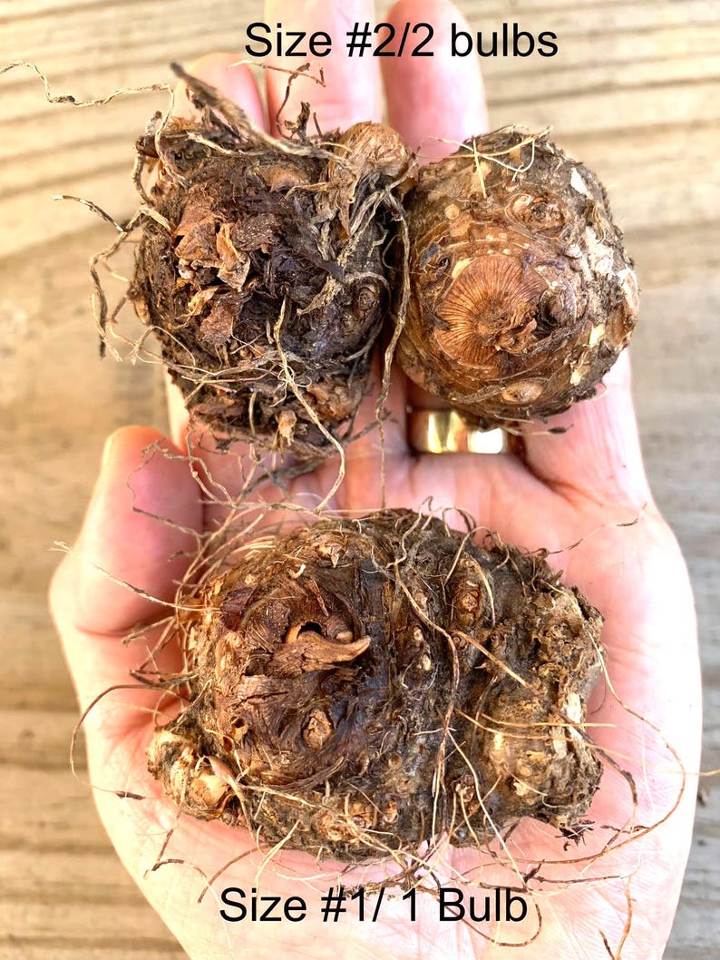 Pre-order for 2026 Spring **caladium 'spicy Lizard' Size#2(2 Bulbs ...