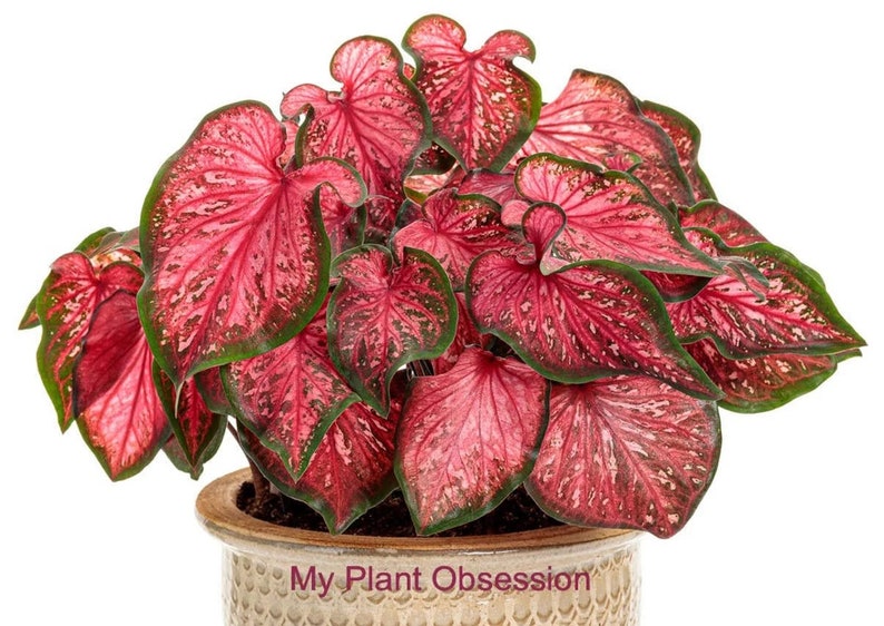 Caladium 'scarlet Flame' Size #2 (2 Bulbs) Size #1(1 Bulb) *size ...