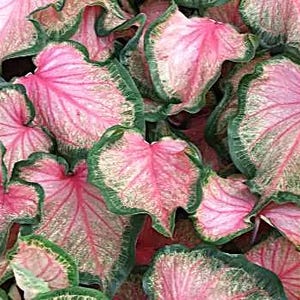 Caladium 'chinook' Size #2 (2 Bulbs) **new Crop 2025 ***in Stock Now ...
