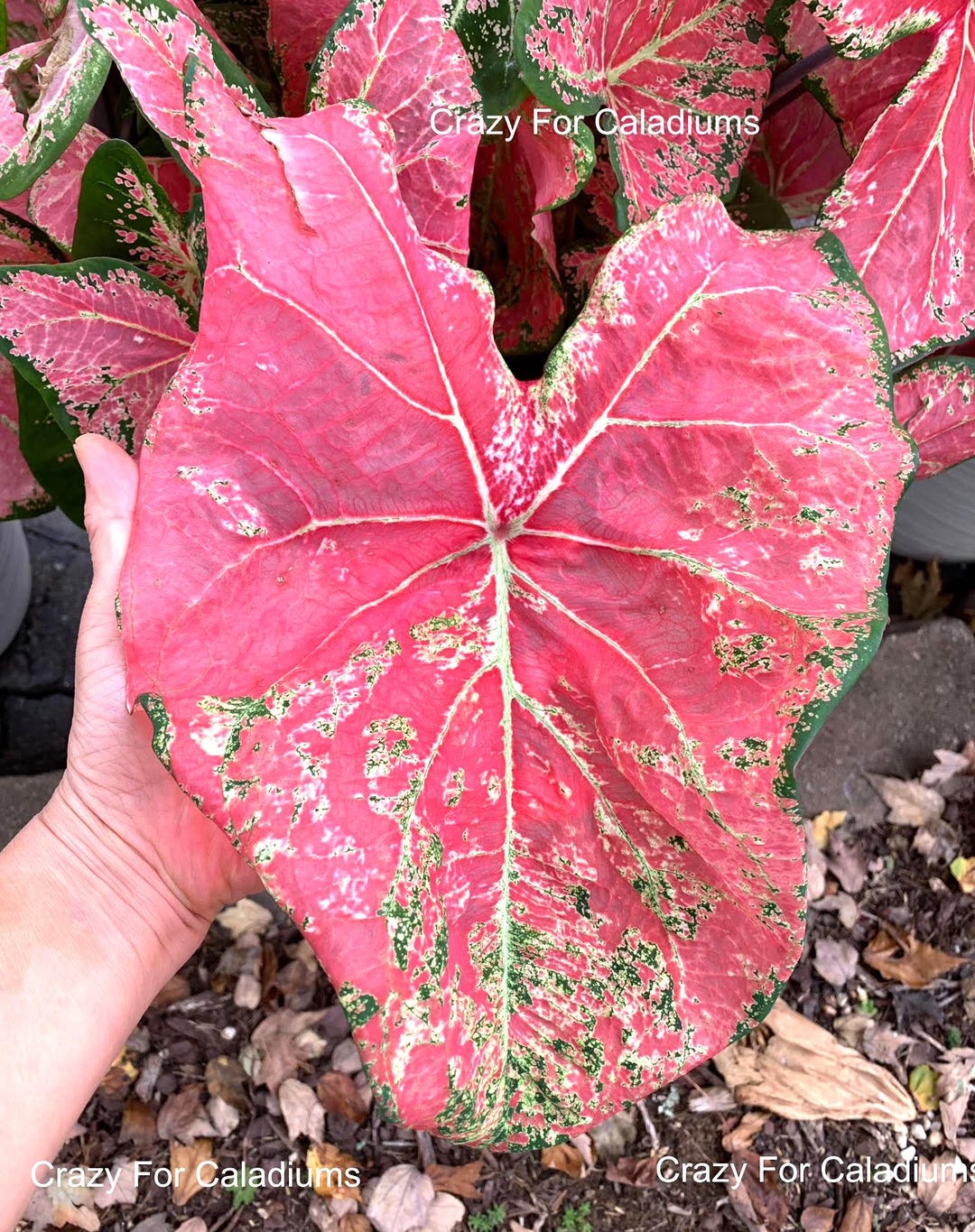 Caladium 'ballet Slippers' for Sun or Shade, Size 2 2 Bulbs New Crop ...