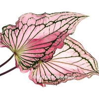Caladium - Etsy