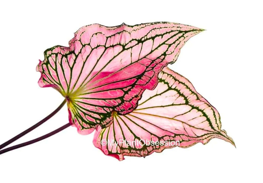 Caladium 'debutante' Size #2 (2 Bulbs), Size #1(1 Bulb Larger) **new ...