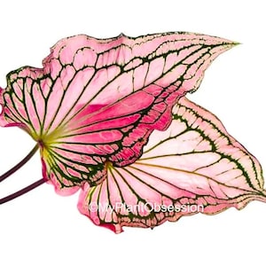 Caladium 'debutante' Size #2 (2 Bulbs), Size #1(1 Bulb Larger) **new ...